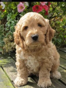 Cockapoo | Cockapoo characteristics, appearance and pictures