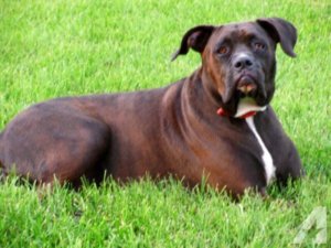 Boxador (Boxer Lab Mix)- Characteristics, Appearance and Pictures