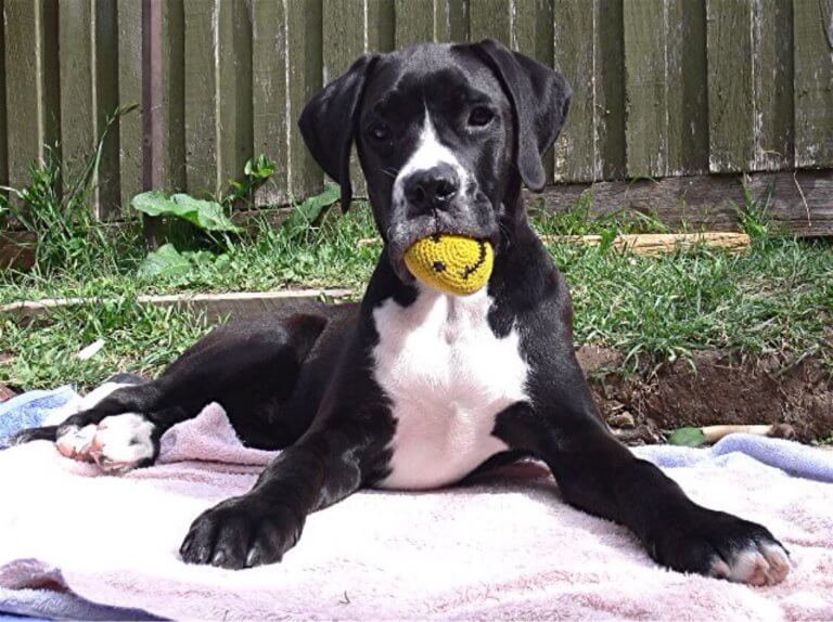 Boxador (Boxer Lab Mix)- Characteristics, Appearance and Pictures