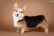 Corgi Yorkie mix characteristics, appearance and pictures