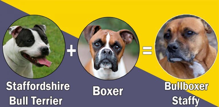Most Popular Boxer dog cross breeds (designer breeds)