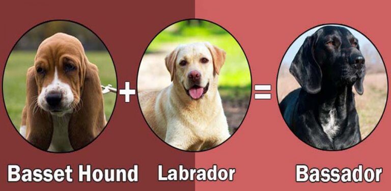 Top 10 Labrador Retriever Mixed breeds (designer breed)