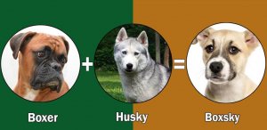 10 Husky Mixes: The Most Popular, Cute Husky Cross Breeds