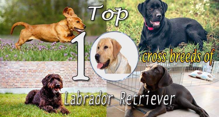 Top 10 Labrador Retriever Mixed breeds (designer breed)