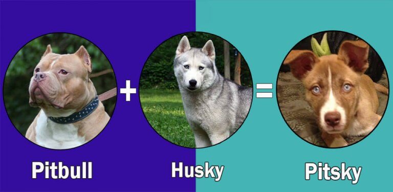10 Husky Mixes: The Most Popular, Cute Husky Cross Breeds