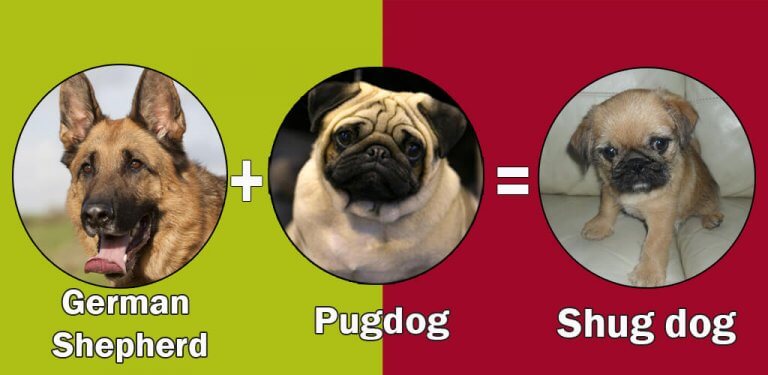 Pug Mixes: 10 Cute And Healthy Pug Cross Breeds That Steal Your Heart