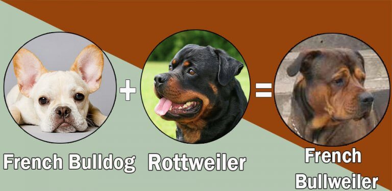 Top 10 Unreal Rottweiler cross breeds (Mix breeds)