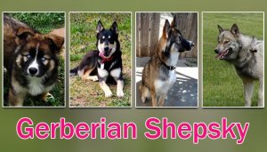 Gerberian Shepsky (German shepherd & husky mix) Characteristics, Facts