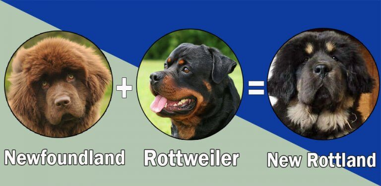 Top 10 Unreal Rottweiler cross breeds (Mix breeds)