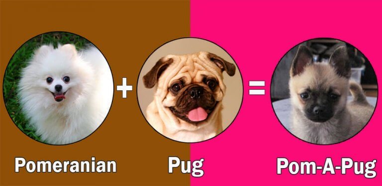 Pomeranian mix: Top 10 Pomeranian cross breeds