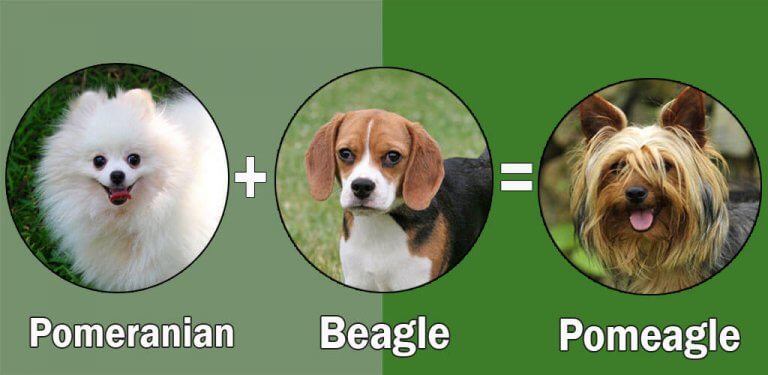 Pomeranian mix: Top 10 Pomeranian cross breeds