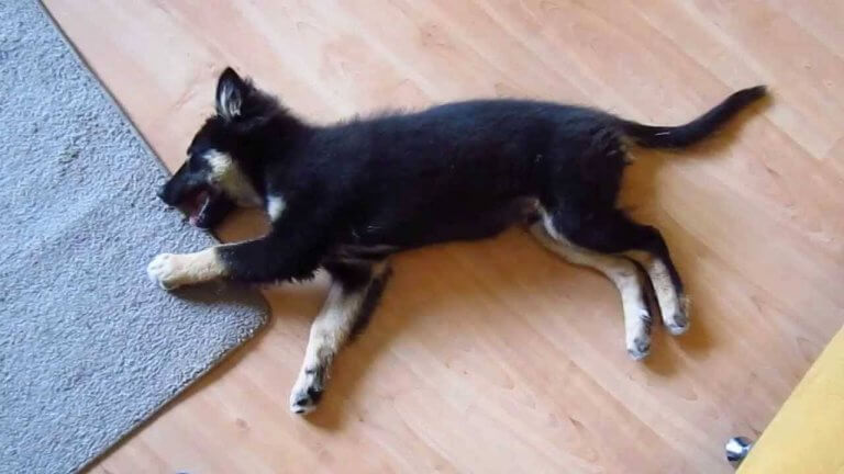 Gerberian Shepsky (German shepherd & husky mix) Characteristics, Facts