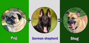 Top 12 German Shepherd cross breeds - Dogmal.com