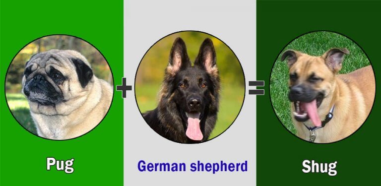 Top 12 German Shepherd cross breeds - Dogmal.com