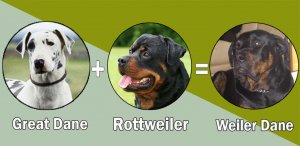 Top 10 Unreal Rottweiler cross breeds (Mix breeds)