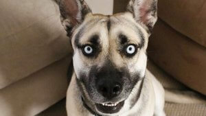 Gerberian Shepsky (German shepherd & husky mix) Characteristics, Facts