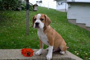 10 Unreal Bulldog cross breeds (Designer or hybrid dog breed)