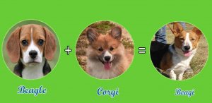 Top 15 Unbelievable Beagle cross breeds - Dogmal.com