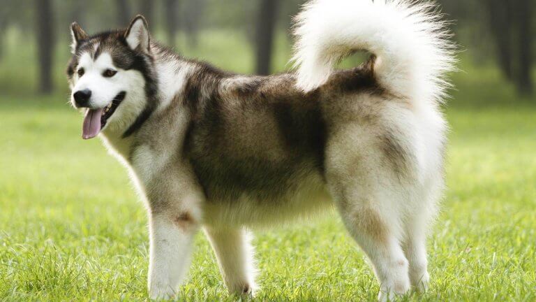 Alaskan Shepherd Appearance, Characteristics and HD pictures