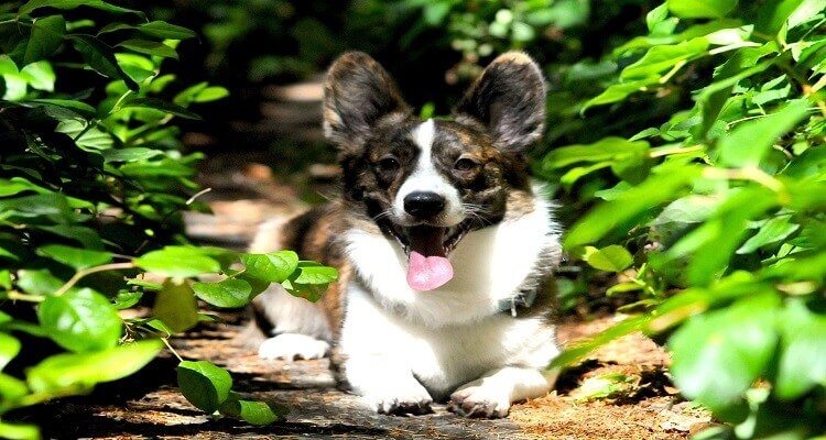 Top 10 Charming Corgi Mix Breeds Or Cross Breeds