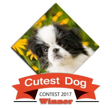 Cutest Dog Contest Winner