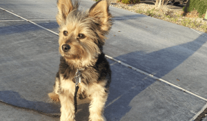 Corgi Yorkie mix characteristics, appearance and pictures
