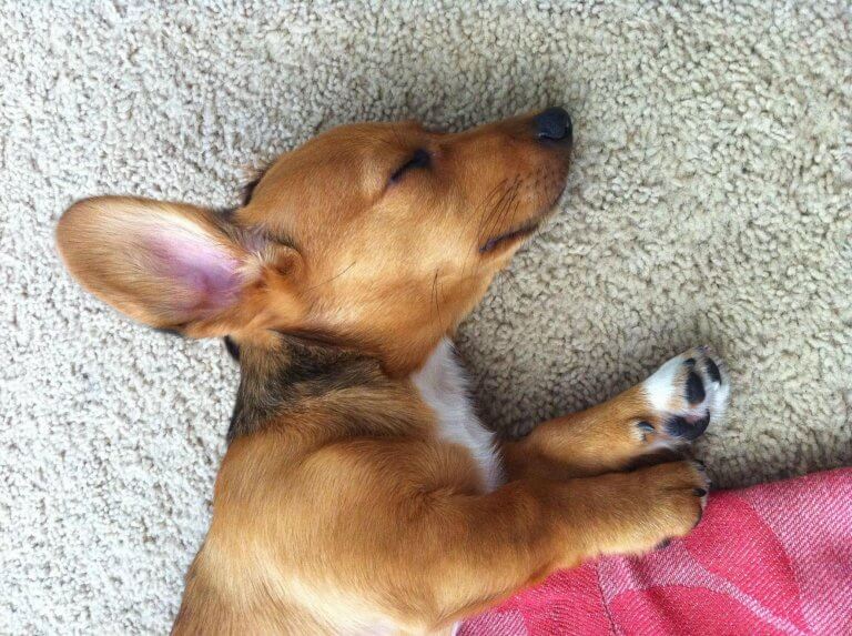 Corgi Yorkie mix characteristics, appearance and pictures