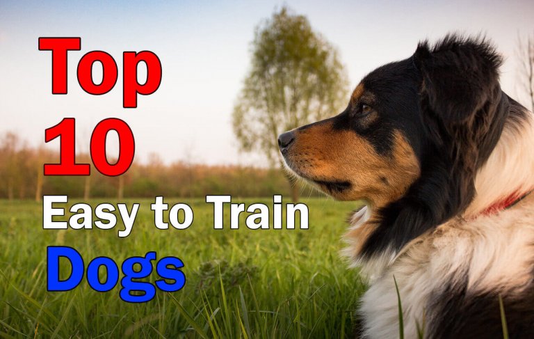 Dog Training: Top 10 Easiest Dogs To Train in the World