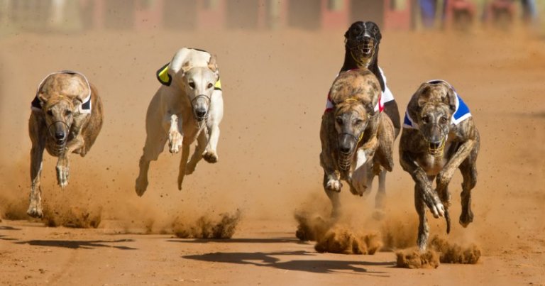 Top 10 fastest dog breeds in the world 2018 - By dogmal