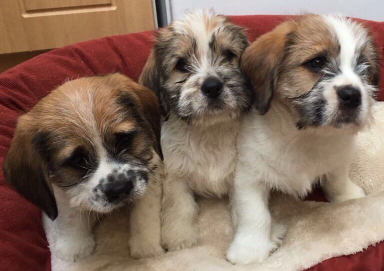 Top 15 Unbelievable Beagle cross breeds - Dogmal.com