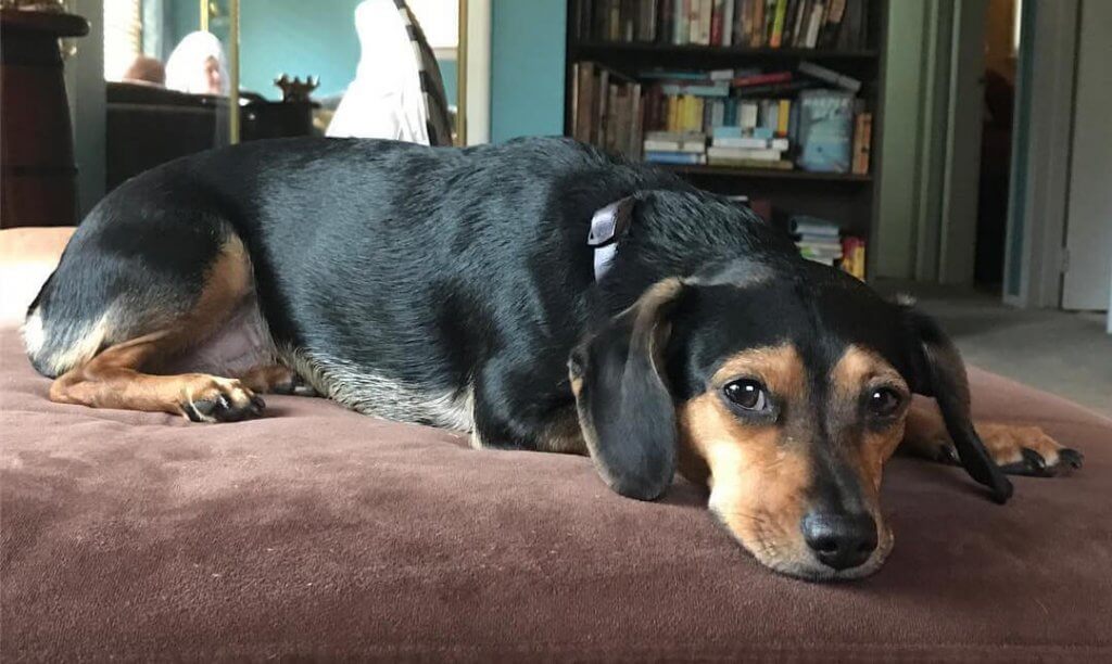 Top 15 Unbelievable Beagle cross breeds - Dogmal.com