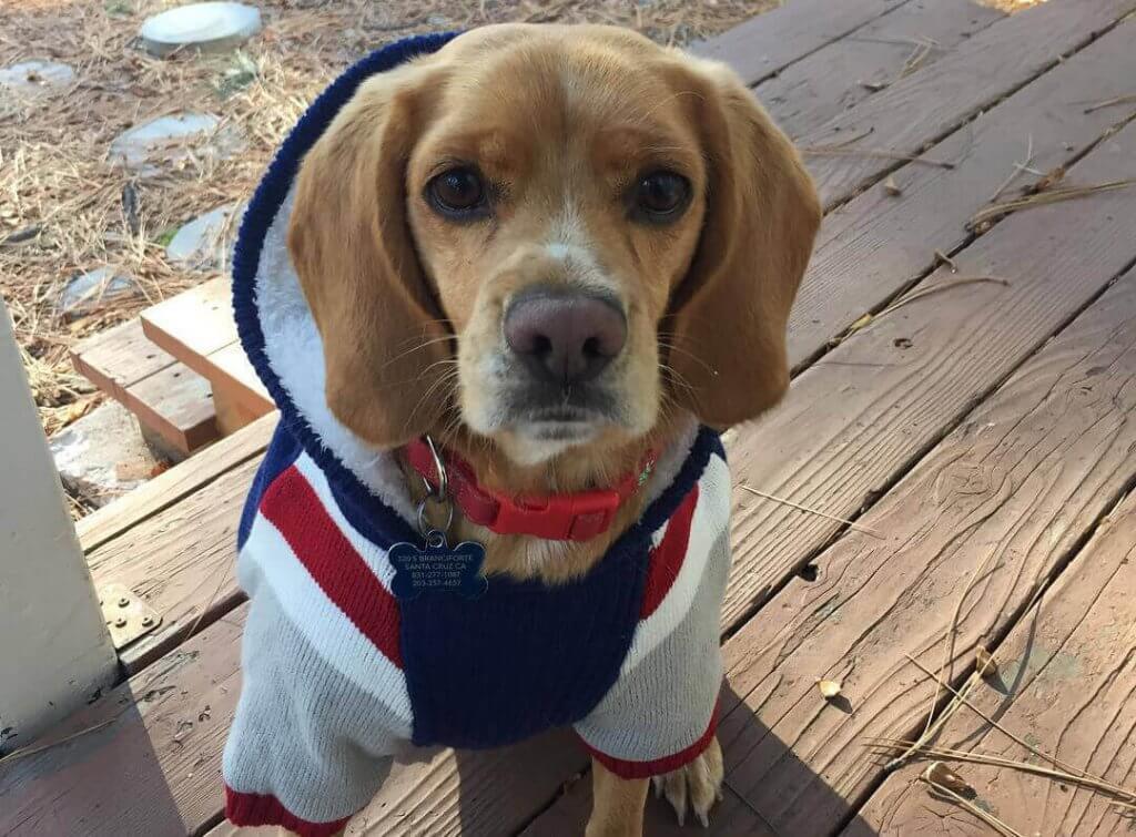 Top 15 Unbelievable Beagle cross breeds - Dogmal.com