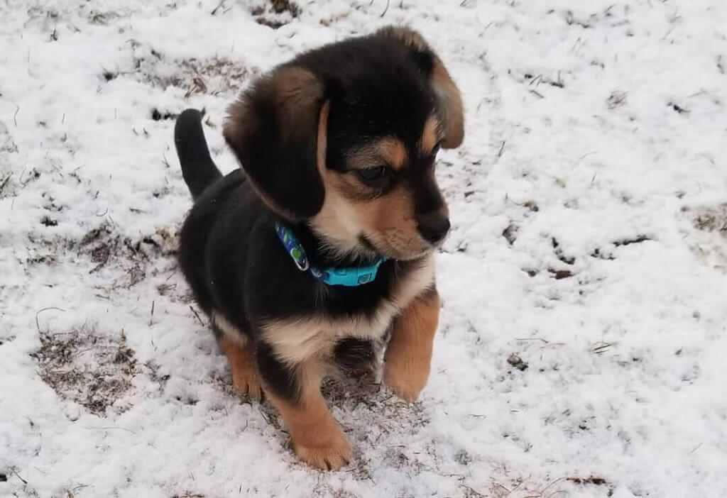 Top 15 Unbelievable Beagle cross breeds - Dogmal.com