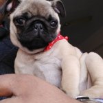 Vote for cutest dog Contest 2018 By dogmal.com