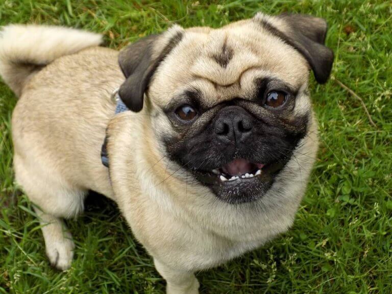 Top 10 benefits of having a pug dog - By dogmal.com
