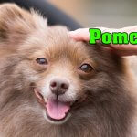 Pomeranian characteristics, appearance and pictures