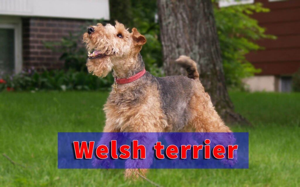Welsh terrier | Welsh terrier personality, temperament and HD pictures