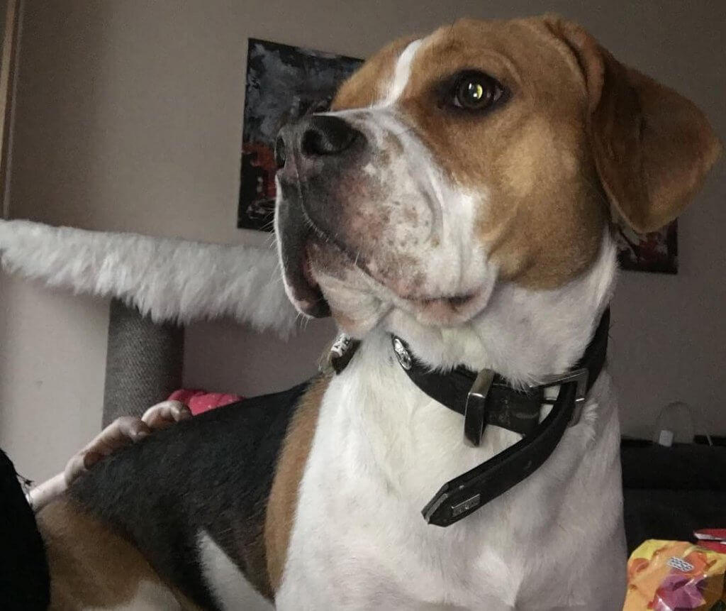 Top 15 Unbelievable Beagle cross breeds - Dogmal.com