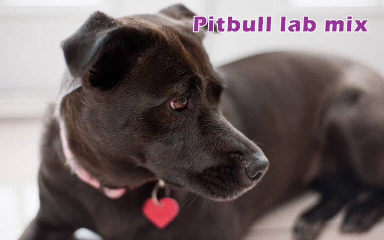 Pitbull Lab Mix: Characteristics, Appearance and Pictures