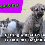 Samoyed dog breed Personality, Appearance, characteristics and pictures