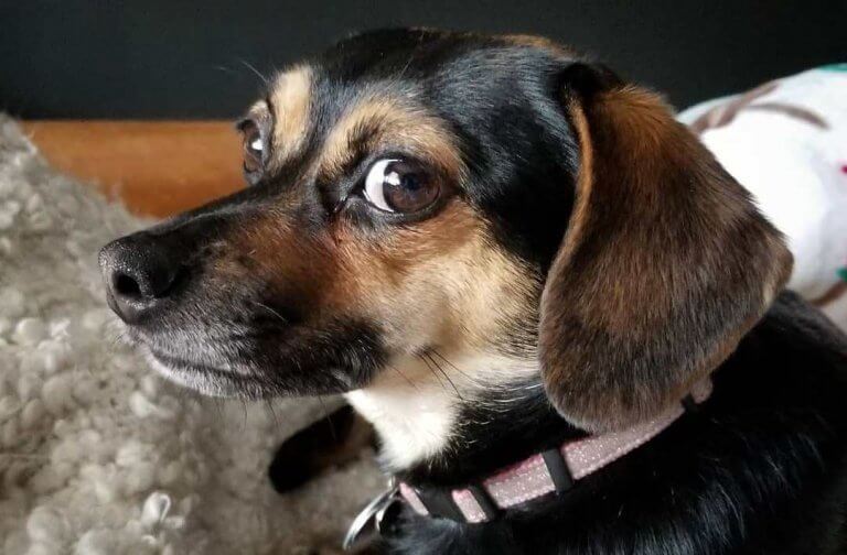 Cheagle - (Beagle Chi) Personality, Temperament and Photo Gallery