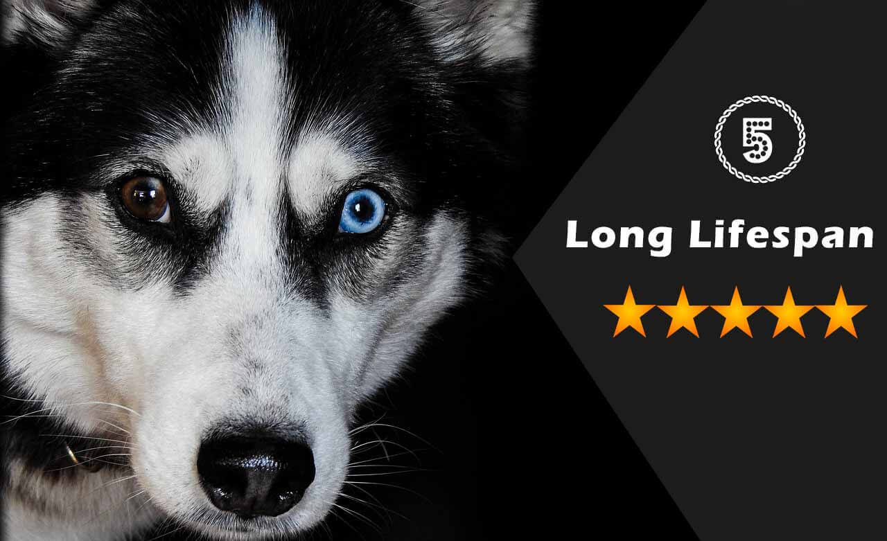 Top 10 Benefits Of Having A Siberian Husky - dogmal