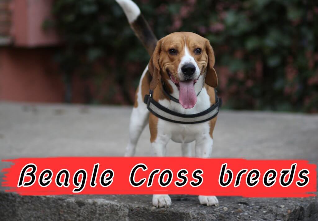 10 Incredible Mixed Cross Hybrid Breeds of Beagle (Beagle cross breeds)