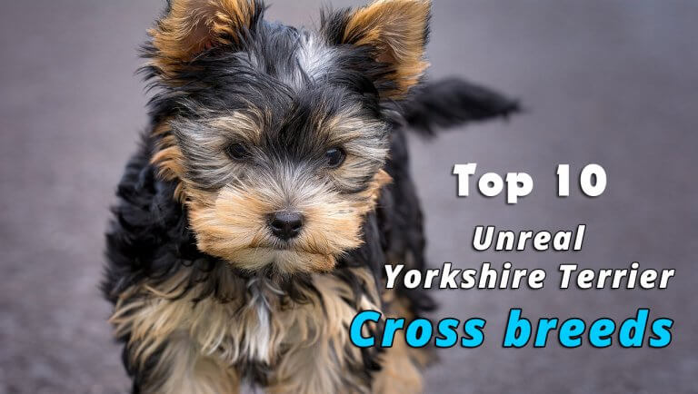 Top 10 Unreal Yorkshire Terrier Cross Breeds You Have To never seen