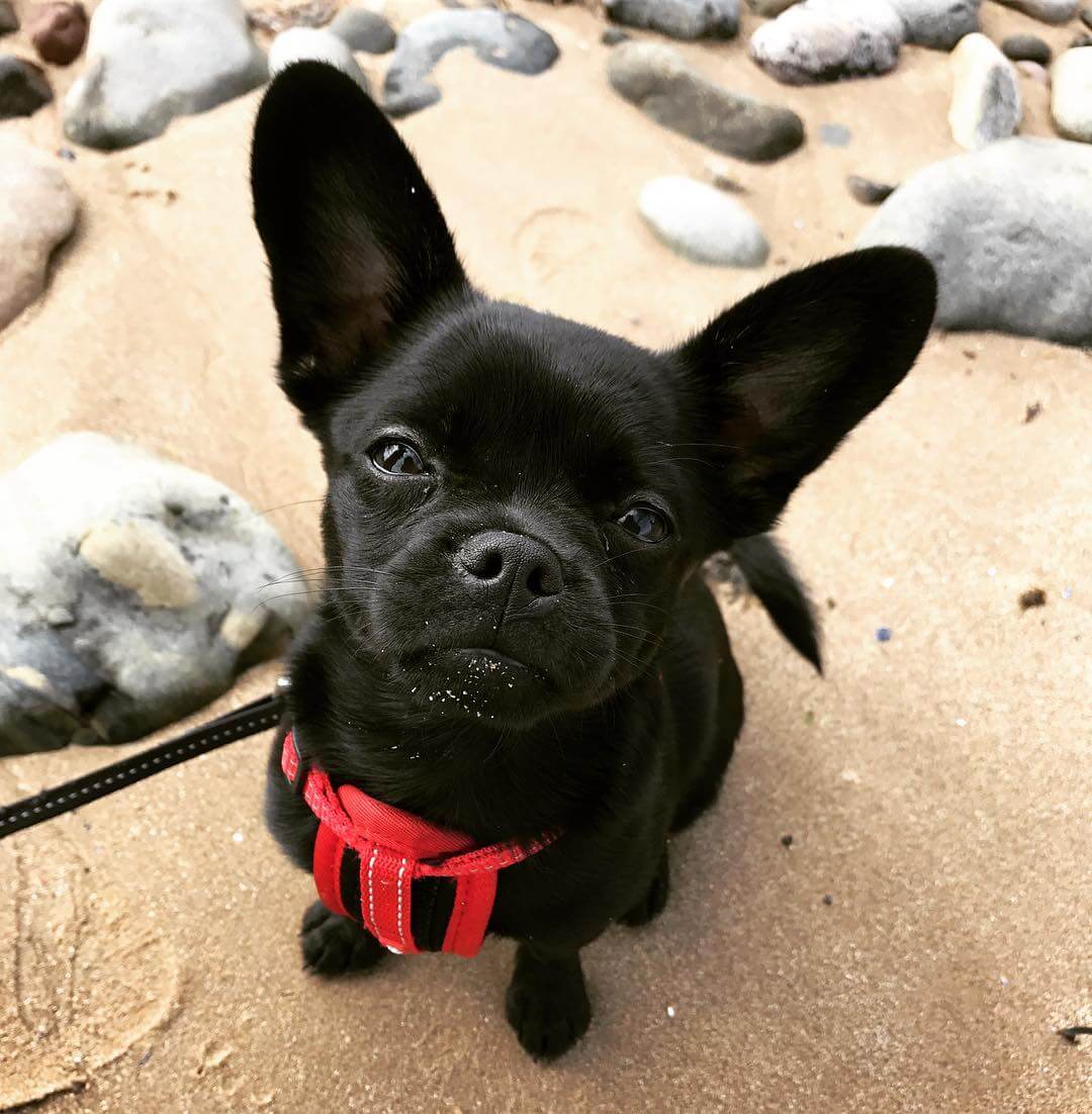 Top 10 French Bulldog Cross Breeds (MIxed dog breeds) - Dogmal