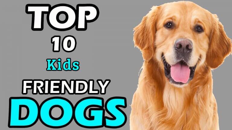 TOP 10 KIDS FRIENDLY DOGS BREED - Dogmal.com