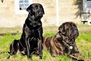 English Mastiff cross breeds | 10 Famous English Mastiff cross breeds