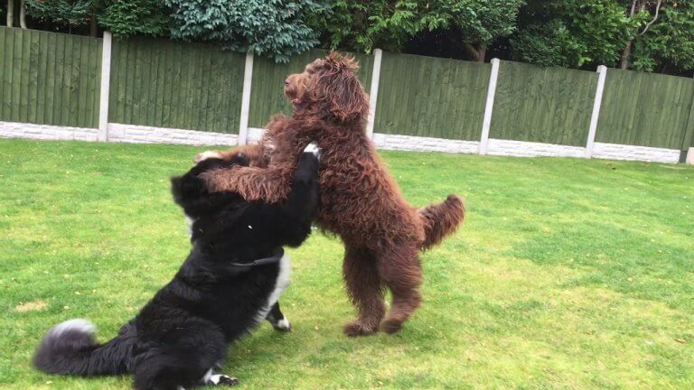 Newfypoo | Dog breed Information, characteristics, and appearance