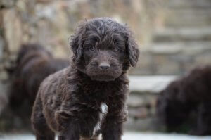 Newfypoo | Dog breed Information, characteristics, and appearance