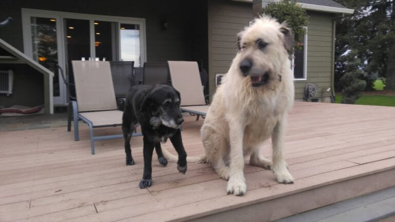 English Mastiff cross breeds | 10 Famous English Mastiff cross breeds